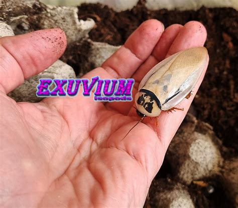 Eublaberus Distanti ‘ivory Ivory Head Cockroach Exuvium Isopods