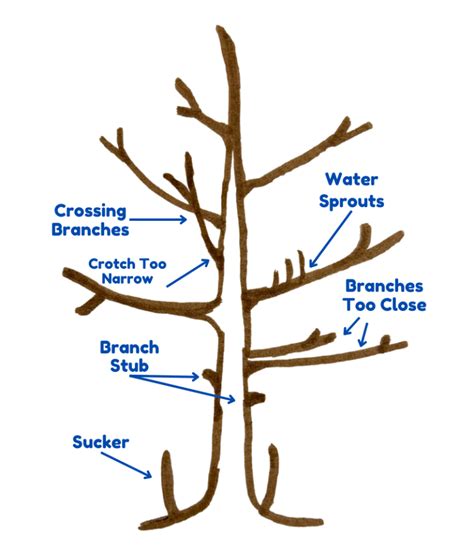 A Guide To Pruning Trees And Shrubs Eising Garden Centre