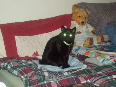 Evil Kitty By Iceburgdockone On Deviantart