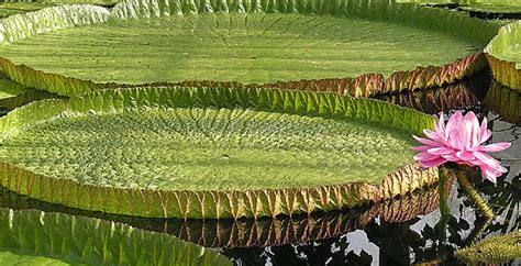 Como Plantar E Cuidar Da Vitória Régia Victoria Amazonica