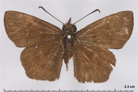 Clytius Clytius Type Specimens