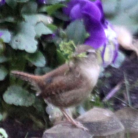 Wrens Nesting