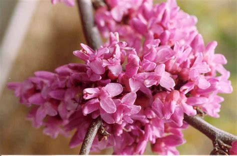 Cercis Occidentalis Western Redbud