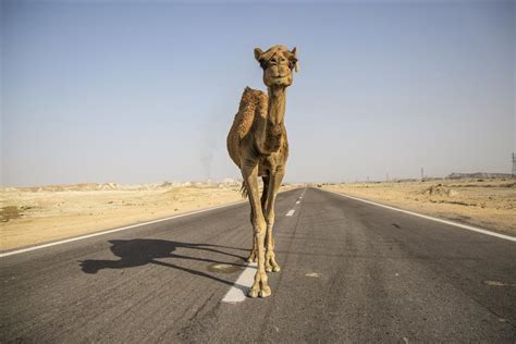 عکاسی محفل عکاسی 100هنر