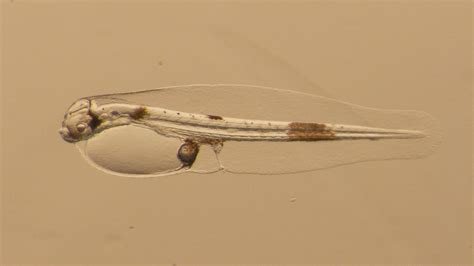 Stock Enhancement Process Pirsa