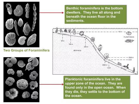 Foraminifera And Its Applications Pptx