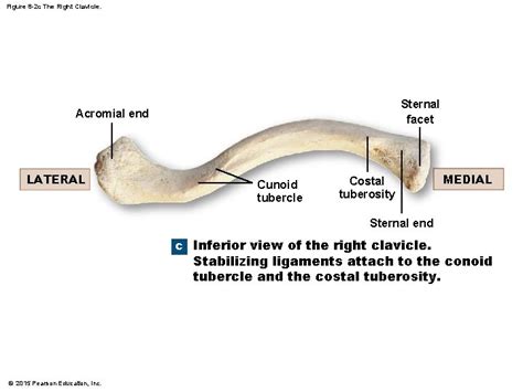 Chapter 8 The Appendicular Skeleton Lecture Presentation By