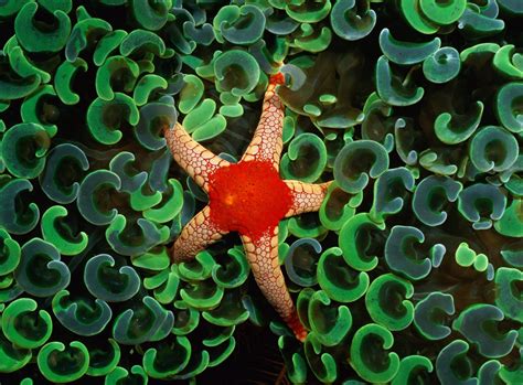 Beautiful Patterns In Nature From National Geographic Part 3 64 Pics