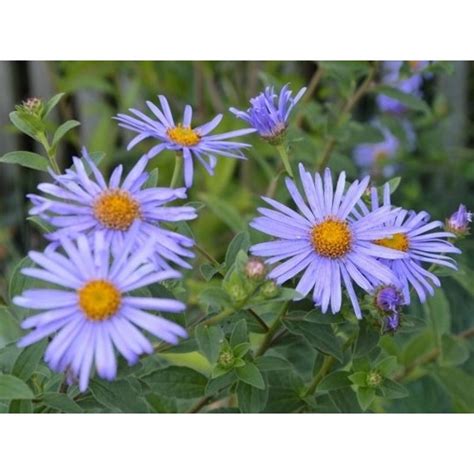 Aster X Frikartii Monch