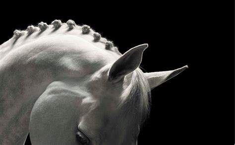 Tim Flach — The Photogallery