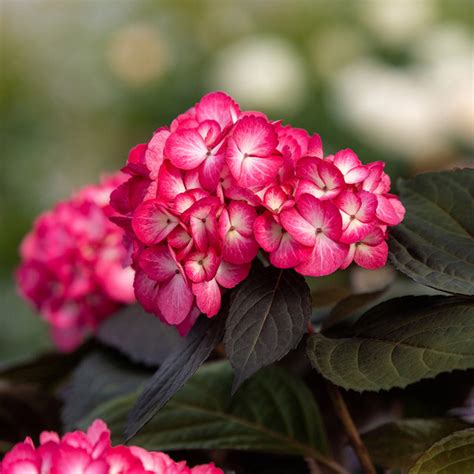 Hydrangea Macrophylla Eclipse® White Flower Farm