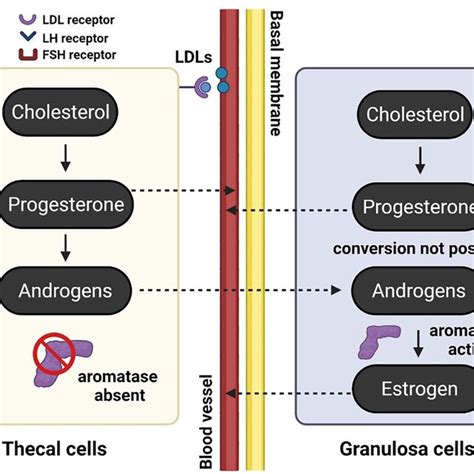 Of Steroidogenesis With The End Products Shown Download Scientific