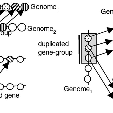 Gene Groups Classification Download Scientific Diagram