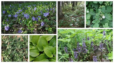 Forest Garden Plants Ground Cover Plants For Deep Shade Rbackyardfarmers