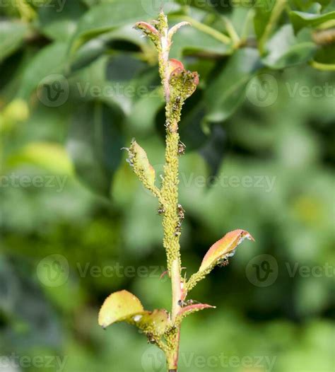 Ants Graze A Colony Of Aphids On Young Pear Shoots Pests Of Plant