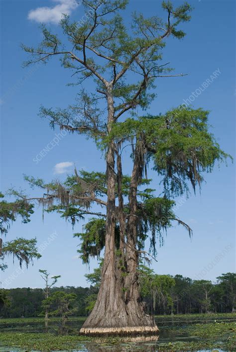 Bald Cypress Taxodium Distichum Stock Image F0317976 Science