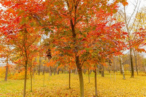 Natural Autumn Fall View Of Trees With Red Orange Leaf In Garden Forest