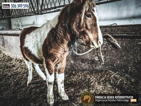 Malutka Ciapka Uratowana Dziękuję Za Jej życie Fundacja Benek