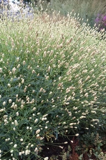 Perennial Varieties Future Plants