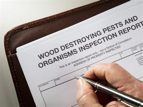Thorough Termite Inspections On The Sunshine Coast