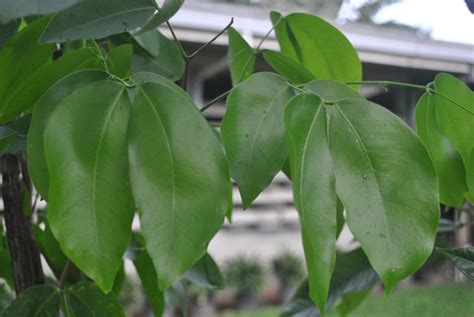 Ipil Leaves Cainta Plant Nursery