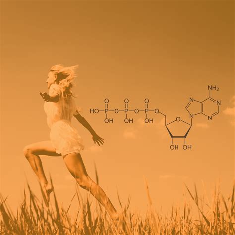 What Is Atp Synthase Troscriptions® What Is Atp Synthase Troscriptions®