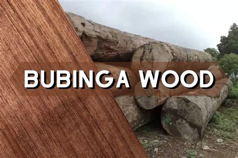 Bubinga Wood Unlock The Secrets Of This Stunning Hardwood