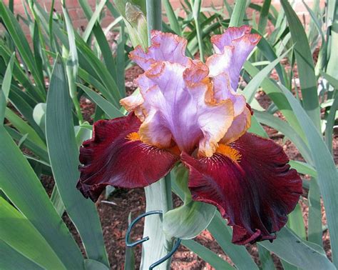 Photo Of Tall Bearded Iris Plot Line