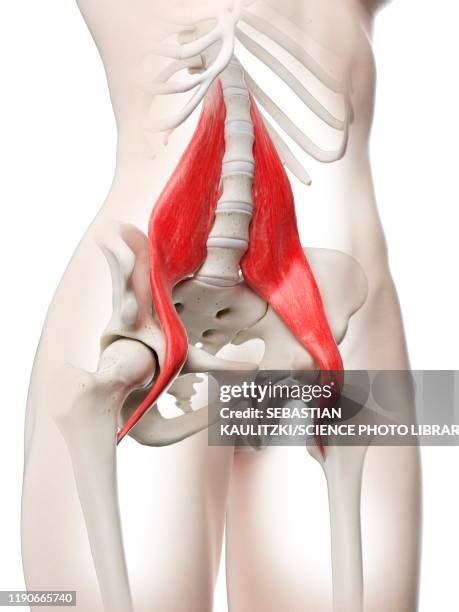Psoas Muscle Photos And Premium High Res Pictures Getty Images