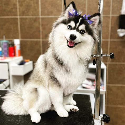 Maya The Pomsky Sweet But Psycho The Look In Her Eyes Says It All R Pomsky