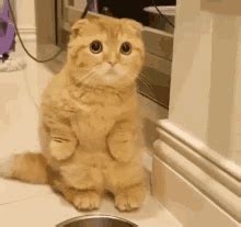 Cat Waving Goodbye S Tenor