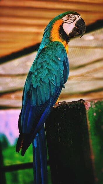 Premium Photo Macau Bird Photography