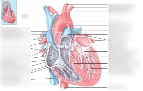 Heart Figure 20 4 Labeling Diagram Quizlet
