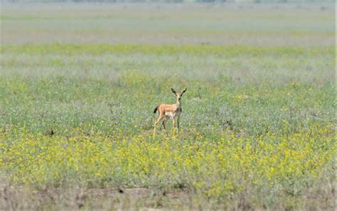 ვაშლოვანის დაცულ ტერიტორიებზე ქურციკების მეექვსე თაობა დაიბადა ფოტოები რადიო ფორტუნა