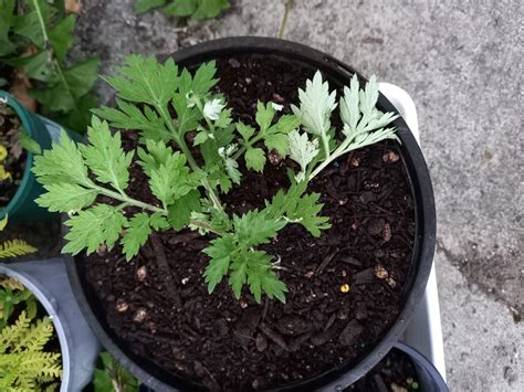 Mugwort Artemisia Vulgaris Herbs The Pagan Grimoire Coven