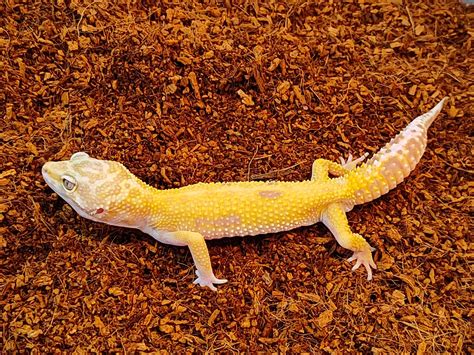Leopard Gecko Lagartixa Leopardo Macho Tremper Patternless