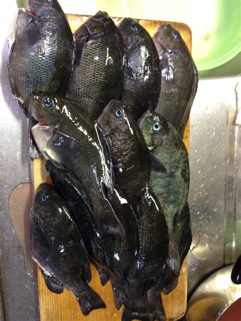 メジナ20151103 Web魚図鑑