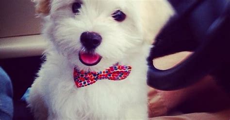 This Is Mr Peanuts I Loves Him Imgur