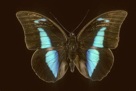 「prepona」の写真素材 52件の無料イラスト画像 Adobe Stock