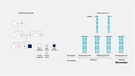 Recessive Tìm Hiểu Về Gen Lặn Đặc Điểm Và Cách Sử Dụng