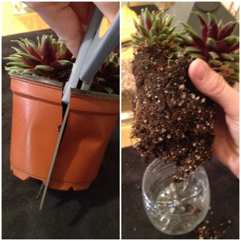 How To Create A Small Succulent Arrangement Bc Guides