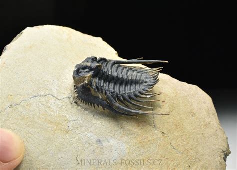 Trilobit Kettneraspis Pretcheri Minerals Fossils Cz