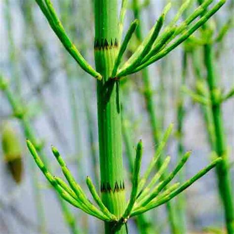 Horsetail Megaphyll