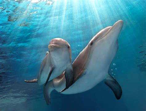 Playful Dolphins Swimming In The Ocean