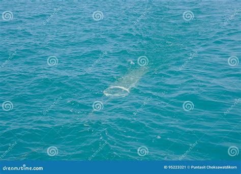 Plankton Sampling Collect Stock Image Image Of Ocean 95223321