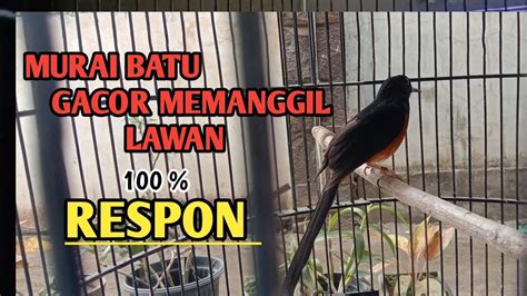 Sekedar Hoby Kawanmurai Batu Medan Memanggil Lawan Youtube