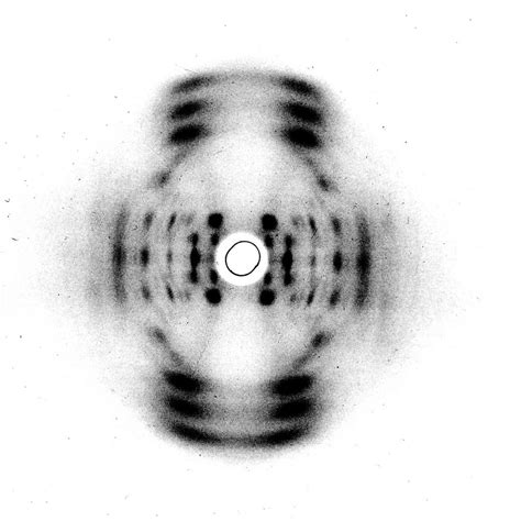 Print Of X Ray Diffraction Photograph Of Dna Taken By Maurice Wilkins
