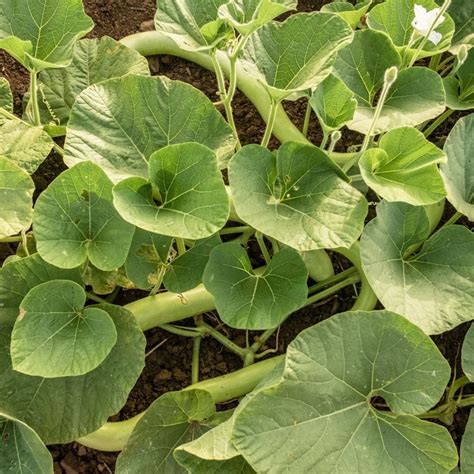 Squash Cucuzza Seeds The Seed Collection