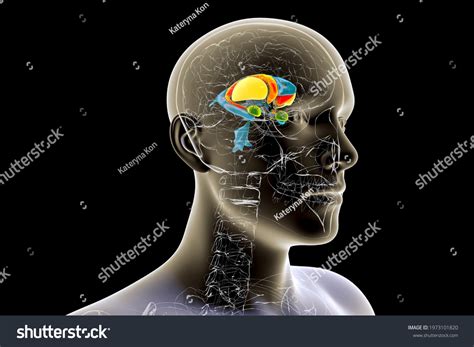 Brain Dorsal Striatum Anatomy 3d Illustration Stock Illustration