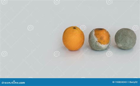 Three Oranges In Various Stages Of Decomposing Illustrating